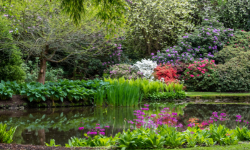 5 kleurrijke oeverplanten - GroenRijk Berg en Terblijt